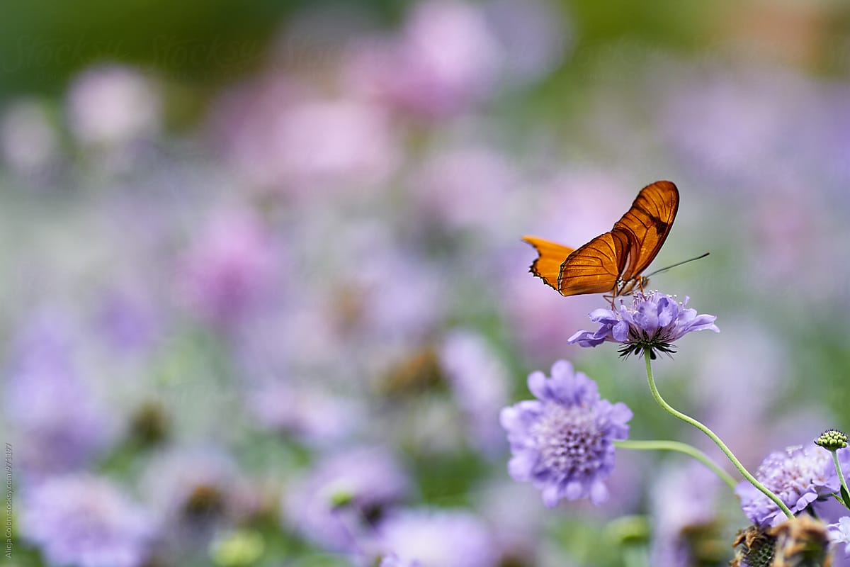 More Like Her – Steven J Kolbe